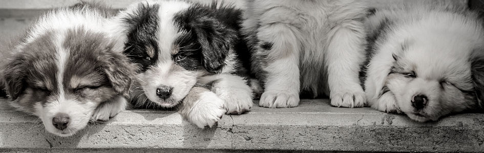 State of Indiana - Welcome to Indiana SECC's New Giving Portal